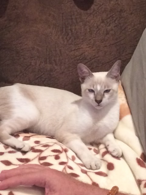Merlin our siamese cat | For the Love of Pets.