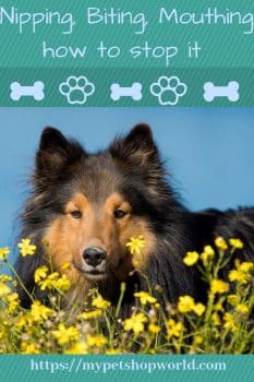 Best way to train a puppy stop mouthing | Best Pet Supplies