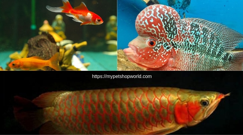 Feng Shui and Fish | For the Love of Pets.