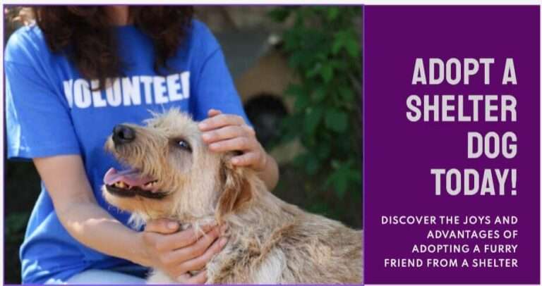 The 7 Amazing Advantages Of Adopting A Shelter Dog.