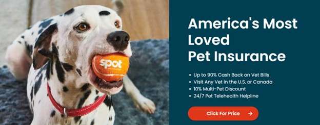 7 Secrets to Pet Insurance You Didn't Know For the Love of Pets.