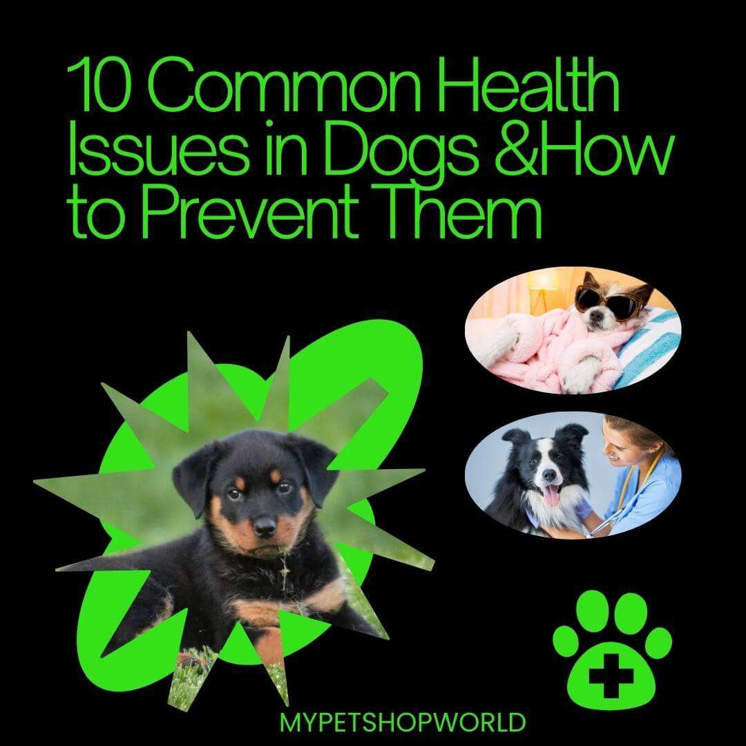 10 Common Health Issues in Dogs. How to prevent them.