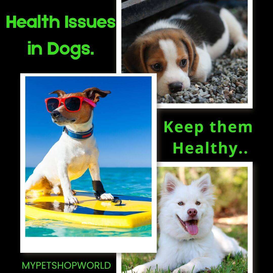 10 Common Health Issues in Dogs. How to prevent them.