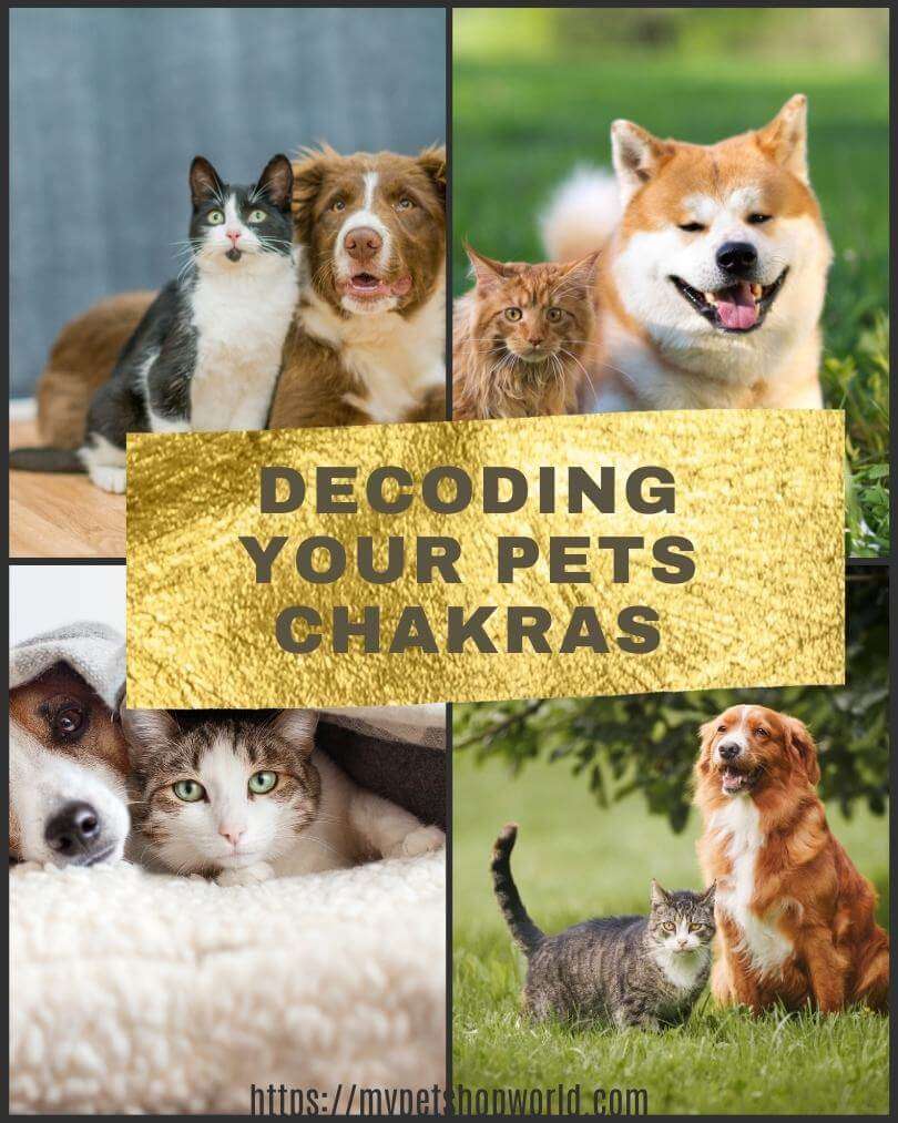 Unlock Your Pet's Hidden Language: Decoding Animal Chakras