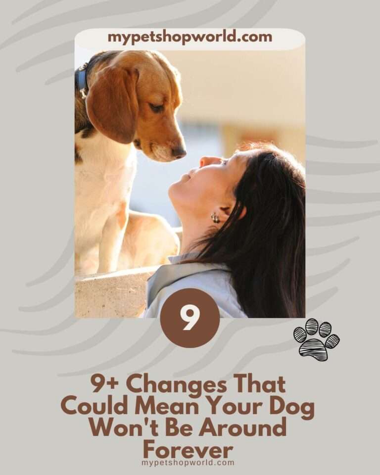 9+ Warning Signs of a Dog Nearing Death. My Pet shop World